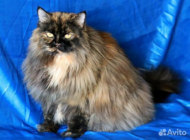 Большая роскошная кошка - полуперс