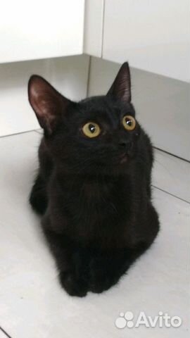 5 месяцев котёнок