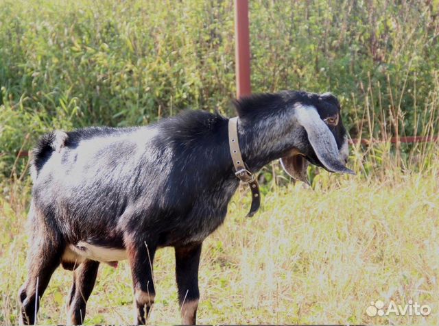 Нубийский козёл, продажа, покрытие