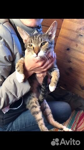 В добрые руки котик