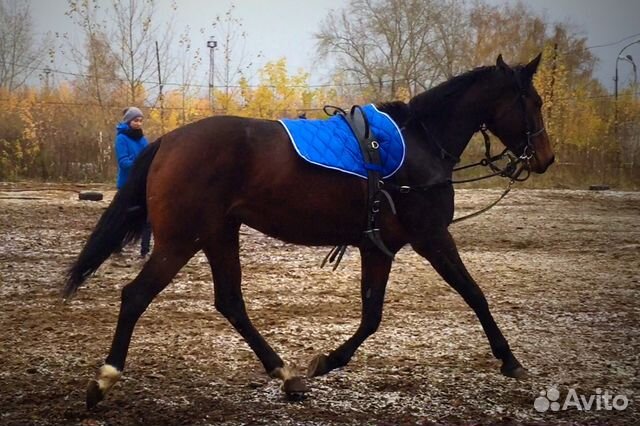Кобыла 4,5 года