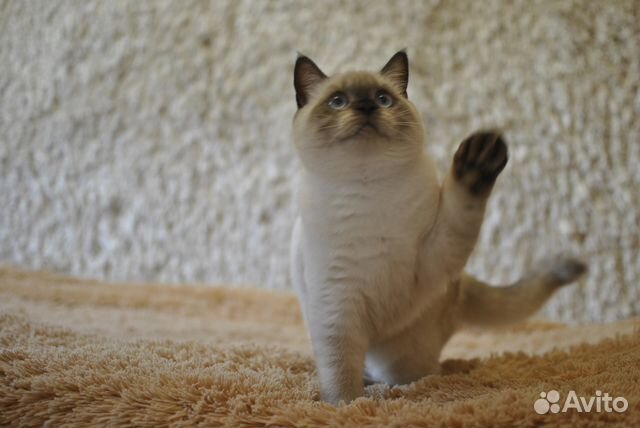 Британские котята