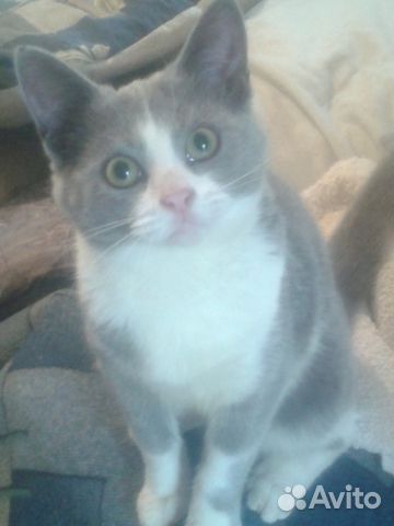 В добрые руки котенка-мурлыку