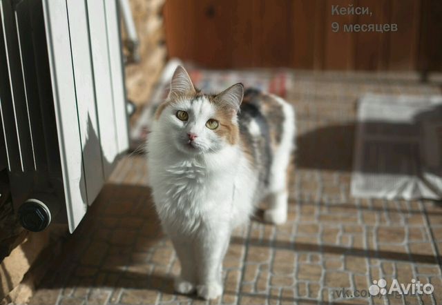 Кошка Кейси ищет дом