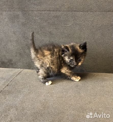 Котёнок Девочка
