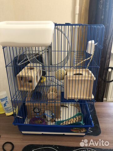 Хомяк бесплатно