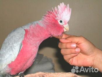 Розовый какаду выкормыш