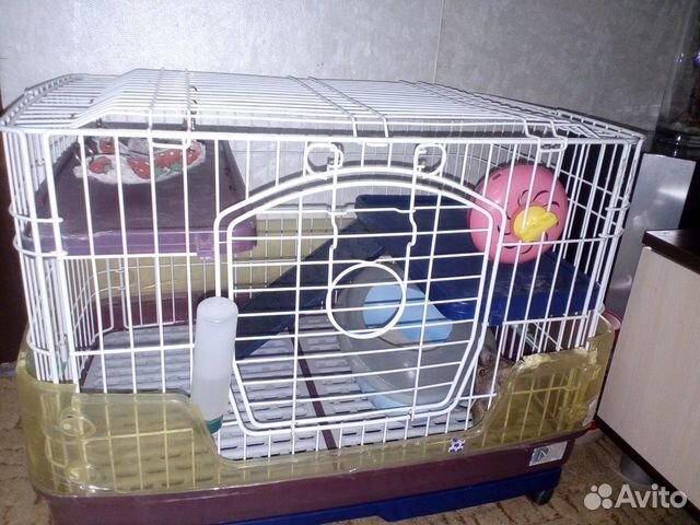 Породам белочку дегу с клеткой