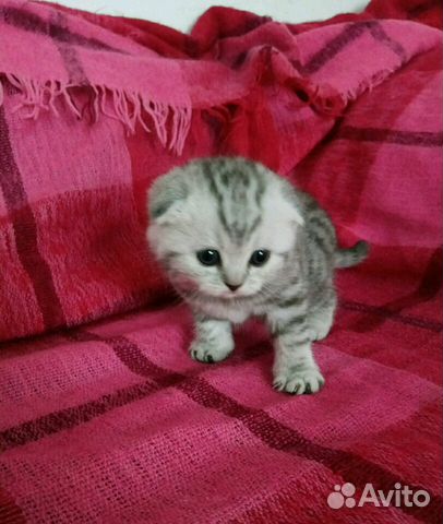 Шотландский вислоухий красавчик