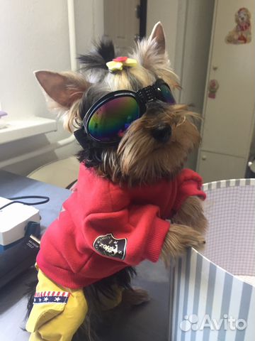 Йоркширский терьер