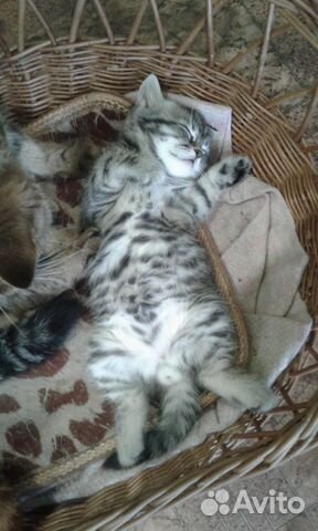 Продам очень красивого котенка