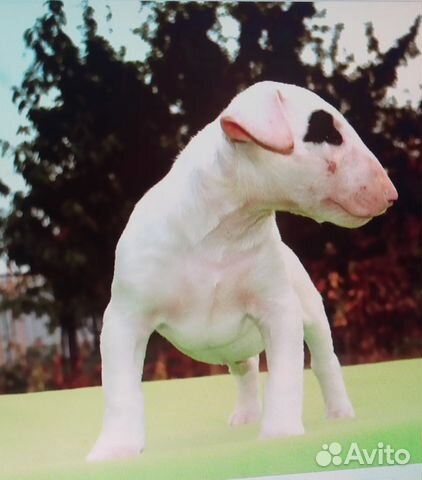 Продаю щенков бультерьера от родителей чемпионов