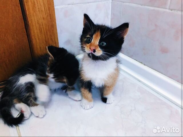 Две девочки и мальчик 2.5 месяца