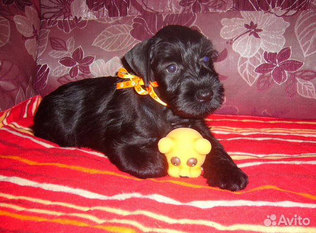 Щенок чёрного среднего шнауцера