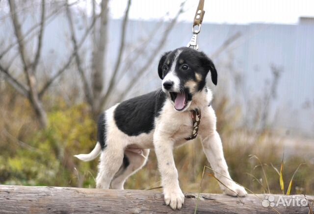 Ищет семью брутальный парень