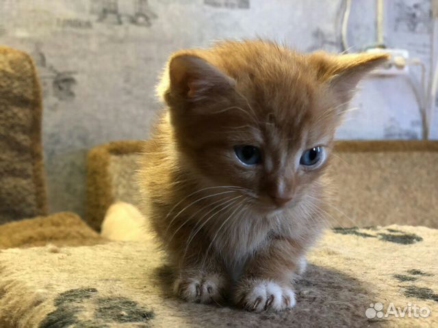 Очаровательный котенок Рыжик в добрые руки