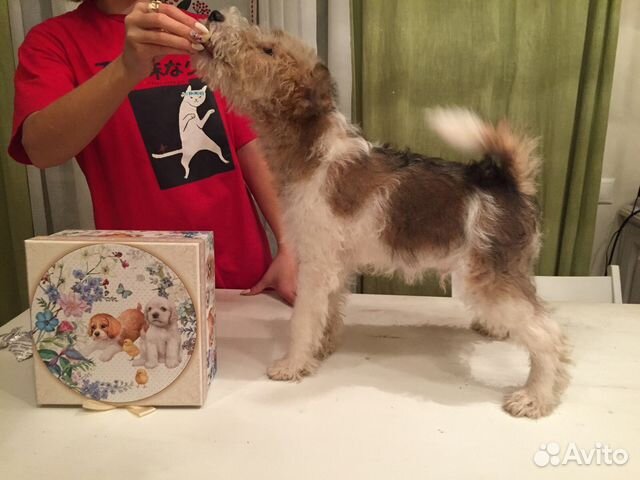 Эрдельтерьер