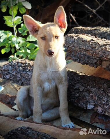 Красавица Лиса