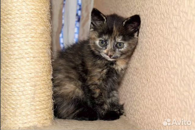 Девочки черепахового окраса в хорошие руки