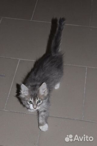 Котёнок девочка, 2,5 мес