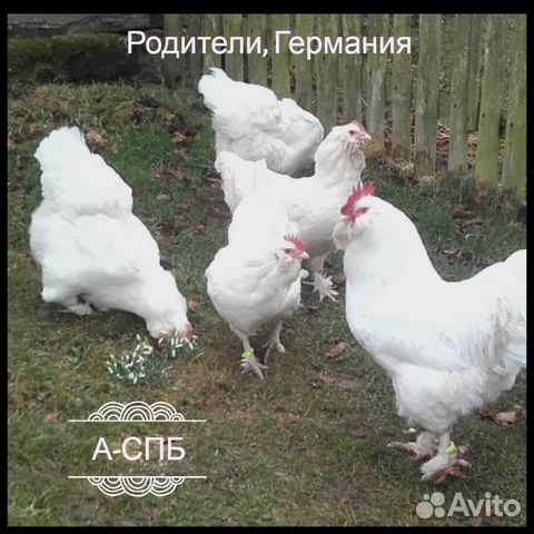 Фавероль белая, инкуб. яйцо Германия, Себастьян