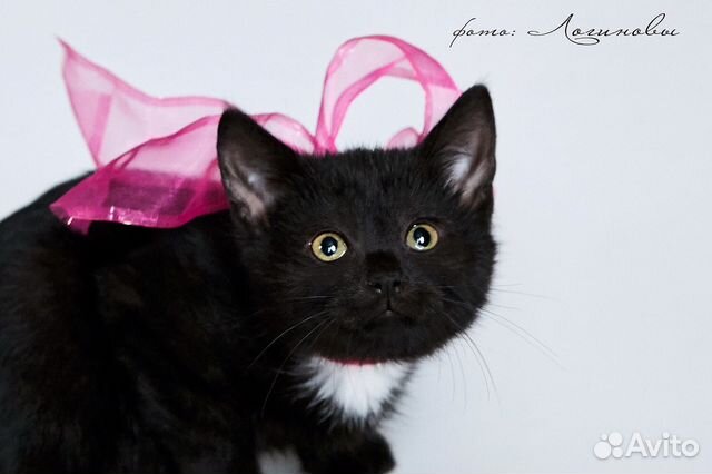 В добрые руки