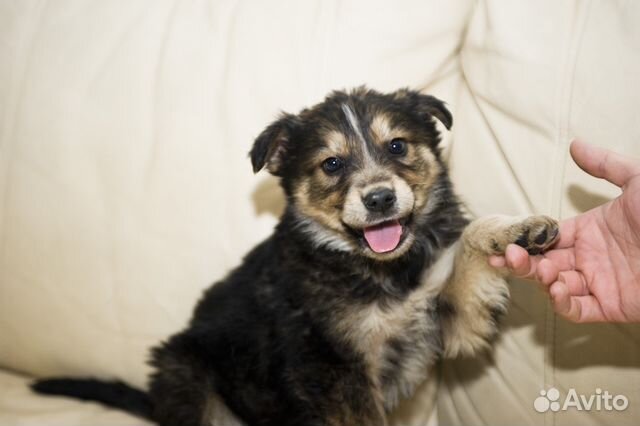 Пушок ищет дом