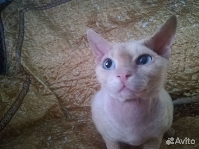 Мальчик девон-рекс ищет девочку на вязку