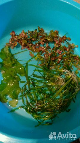 Людвигия, Кубышка, Валлиснерия, Эхинодорус