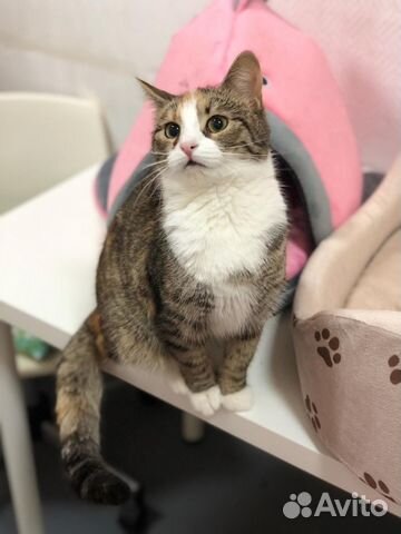 Милая Соня ищет дом