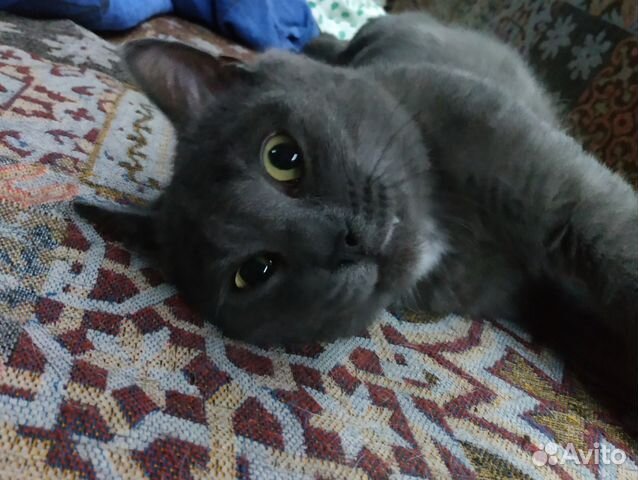 Интеллигентный и воспитанный Котя ищет хозяев