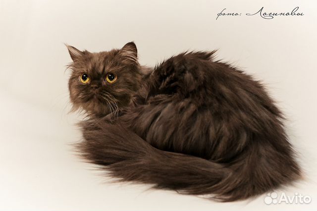 Персидская кошечка 1 год, Алиса