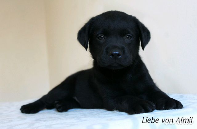 Лабрадорчик