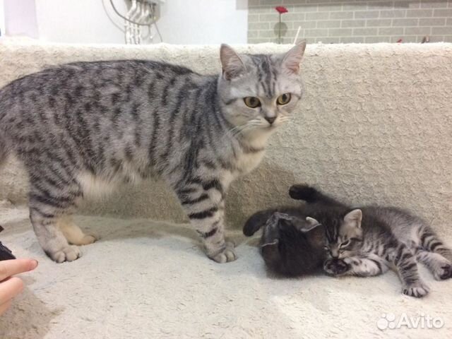 Котята