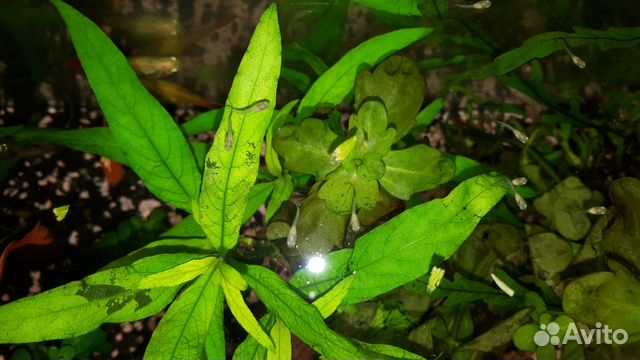 Рыбки гуппи - мальки (красная Московская)