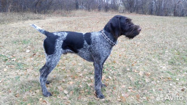 Кобель породы Дойч-Дратхаар 7 мес