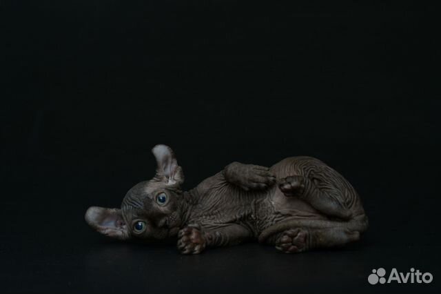 Эльфы из питомника