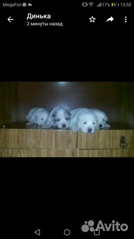 Щенки Алабайчики