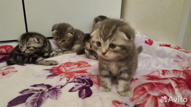 Шотландские вислоухие плюшевые котята