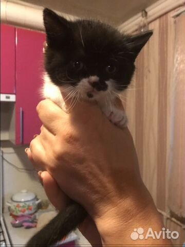 Котята