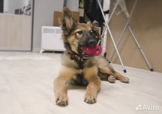 Щенок в дар / малыш Балу ищет дом