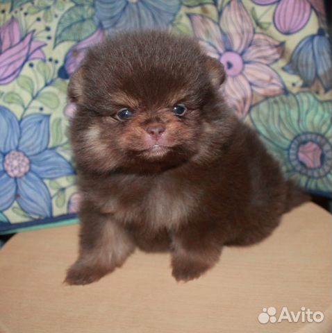 Шпицуля-красотуля Шоколад с подпалом редкий окрас