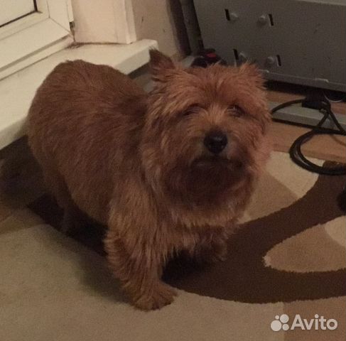 Норвич терьер