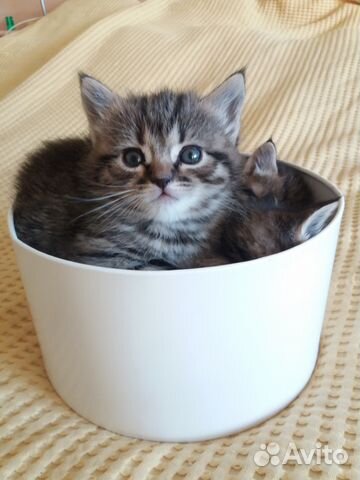 Котенок