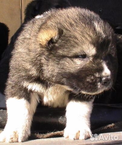 Продам щенков