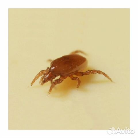 Антиклещи Hypoaspis miles (Гипоаспис майлс)