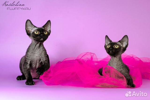 Котята девон-рекс