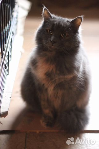 Дымчатая кошка Сима