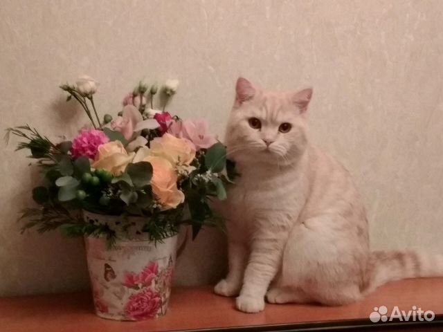 Шотландский прямоухий кот для вязки