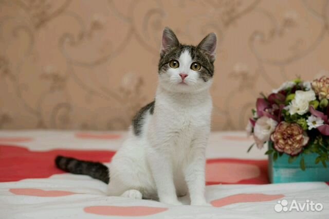 Котенок 8 мес девочка стерилизована